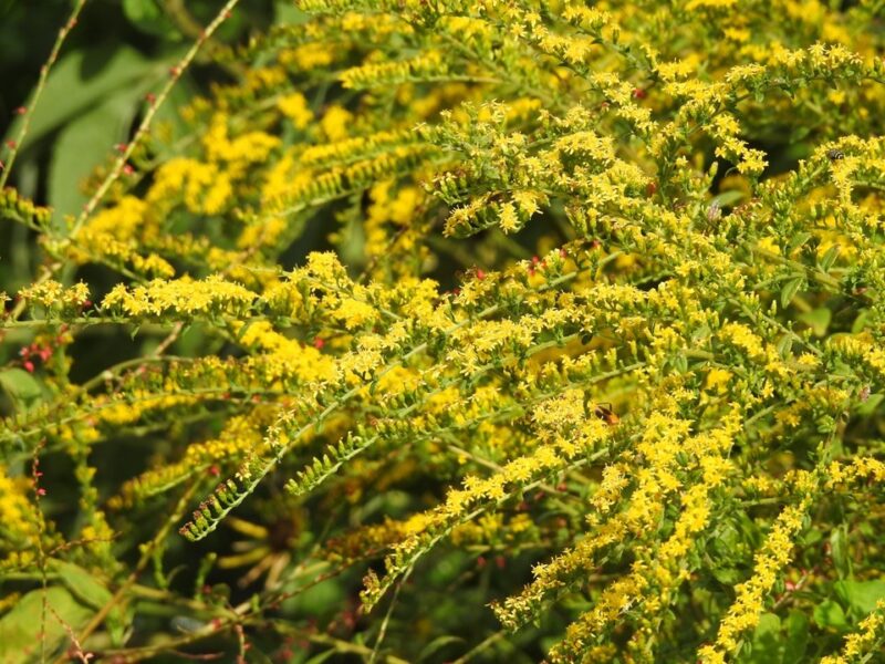 Spotlight on Native Host Plants: Two Powerhouse Perennials – Cape ...